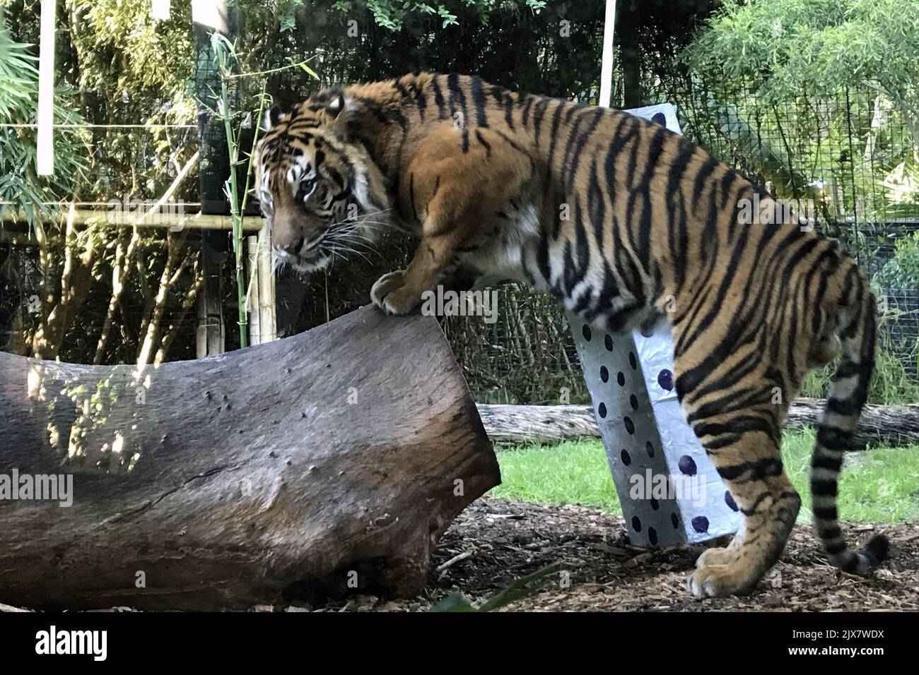 Jaya the Sumatran tiger is seen during a celebration for their ...