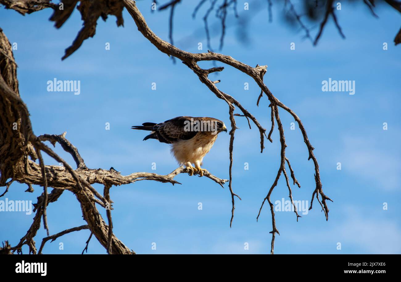 Booted eagle branch hi-res stock photography and images - Alamy