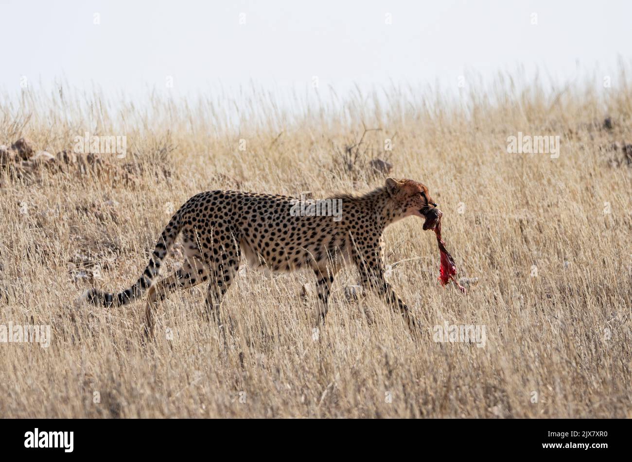 A Cheetah with part of a Springbok kill in Kalahari savannah Stock ...