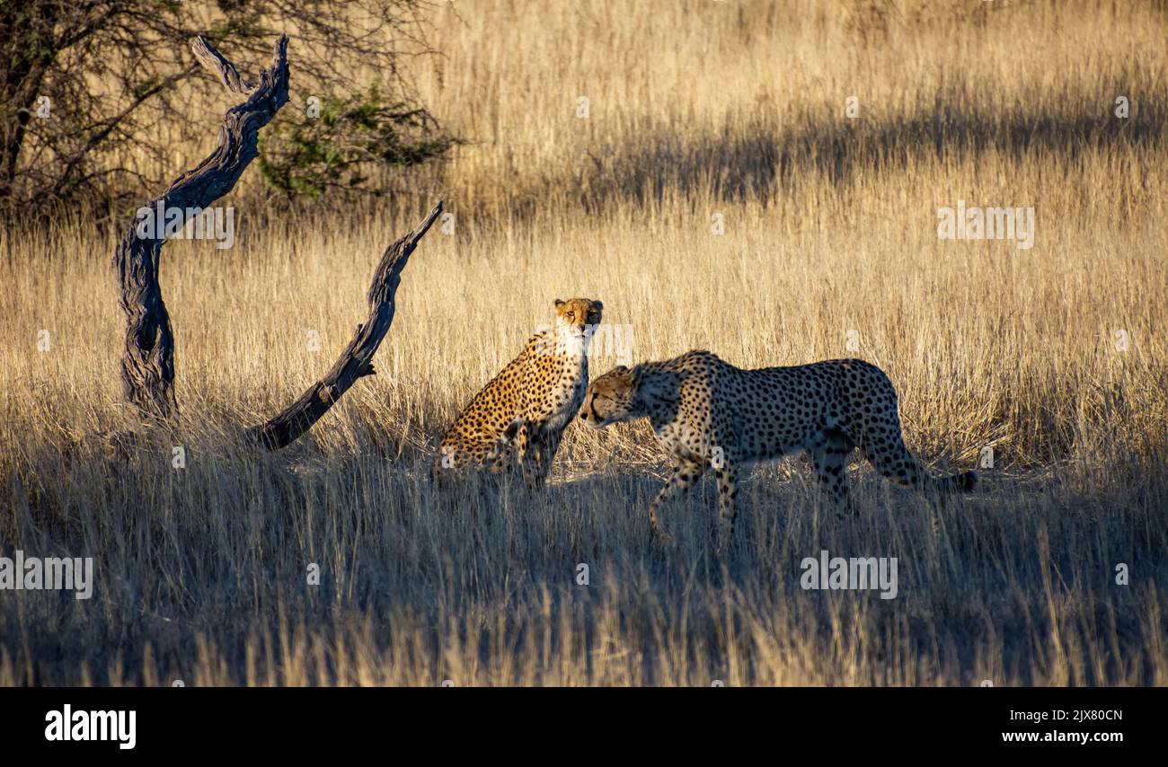 Pair african cheetahs acinonyx hi-res stock photography and images - Alamy