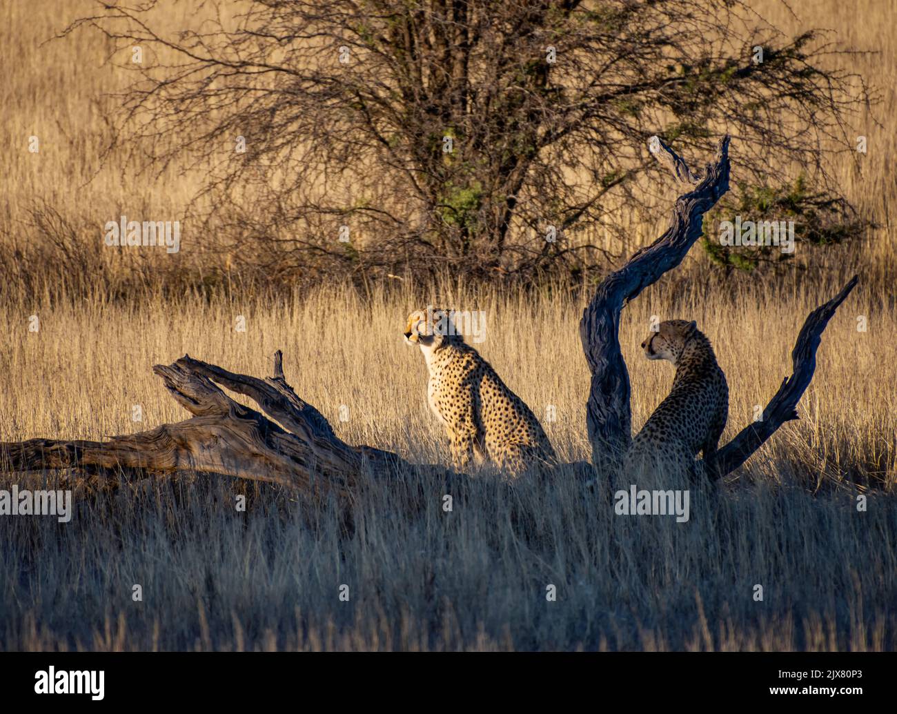 Pair african cheetahs acinonyx hi-res stock photography and images - Alamy