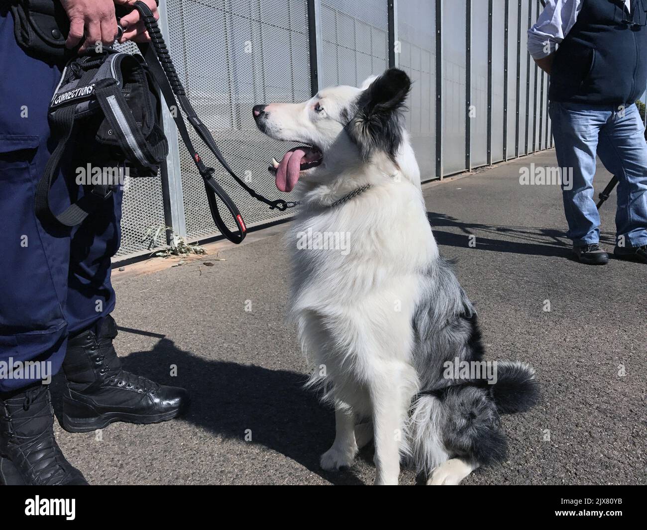 Hank the mobile phone detection dog is seen during a demonstration at ...