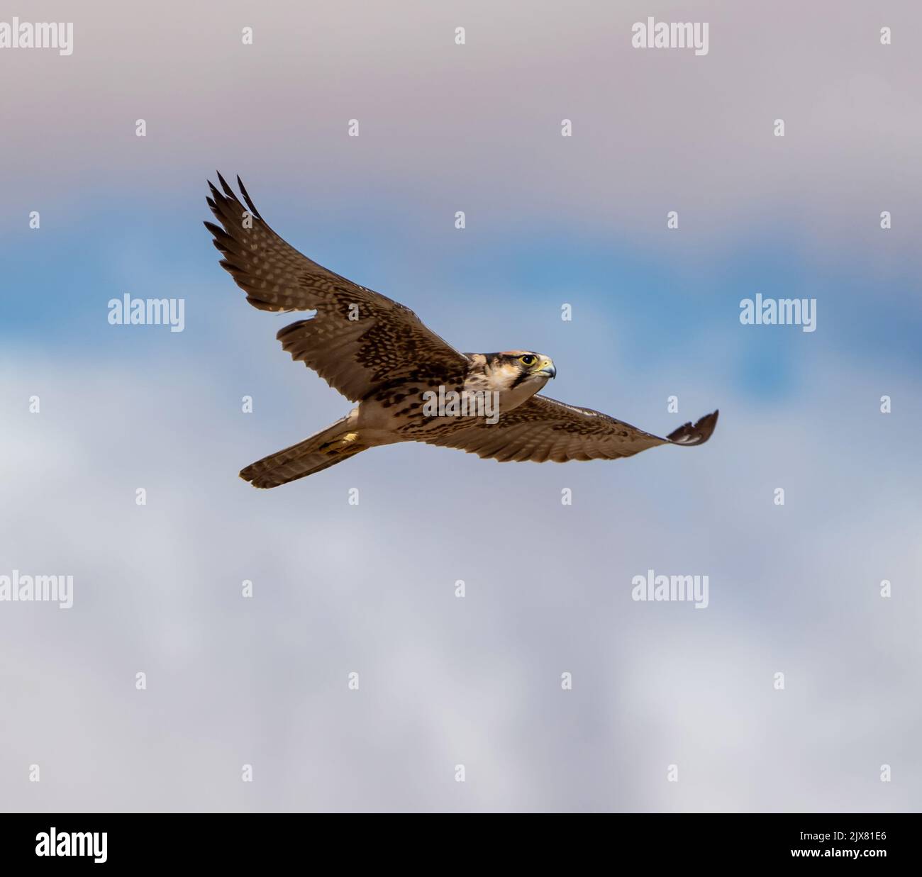 Falco rufus hi-res stock photography and images - Alamy
