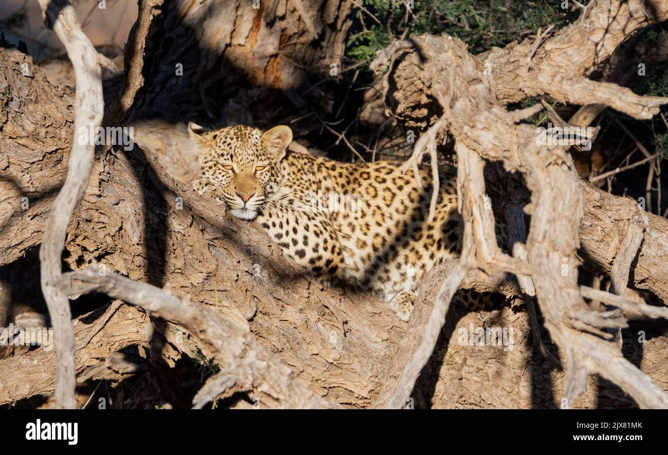 A female Leopard in a tree in Kalahari savannah Stock Photo - Alamy