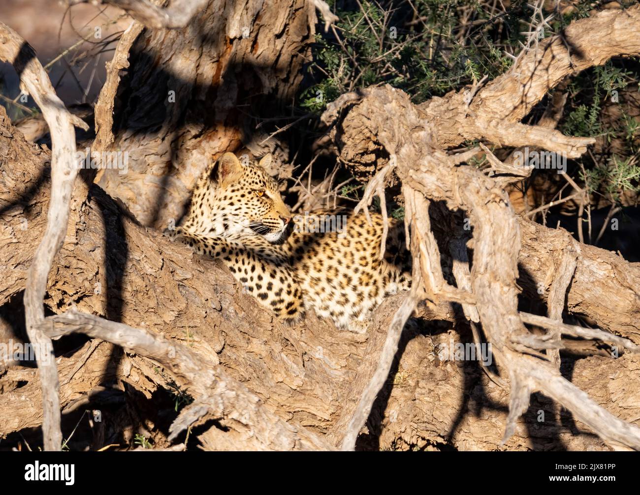A female Leopard in a tree in Kalahari savannah Stock Photo - Alamy
