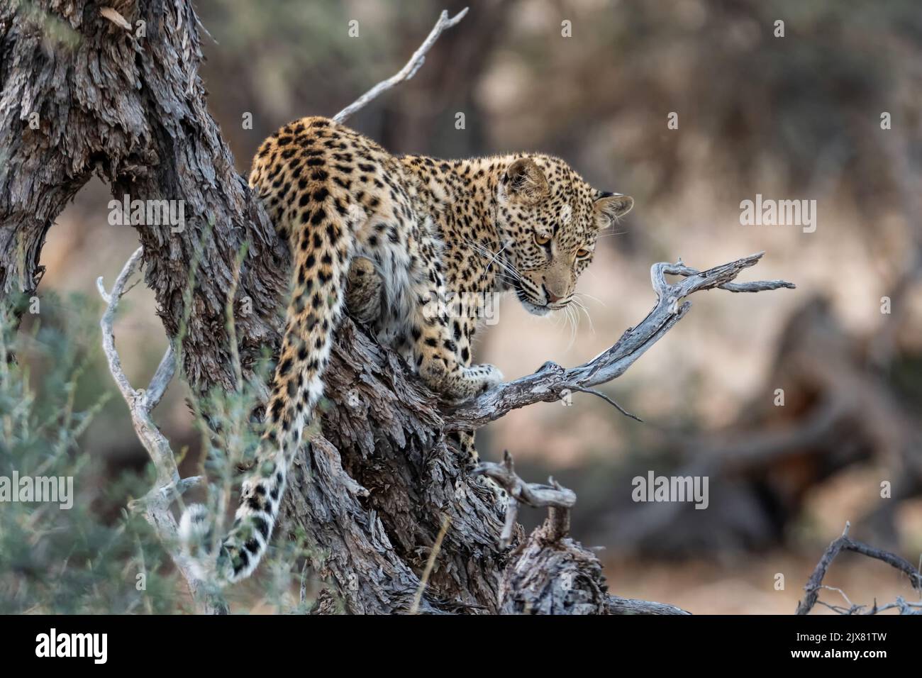 A juvenile Leopard in a tree in Kalahari savannah Stock Photo - Alamy