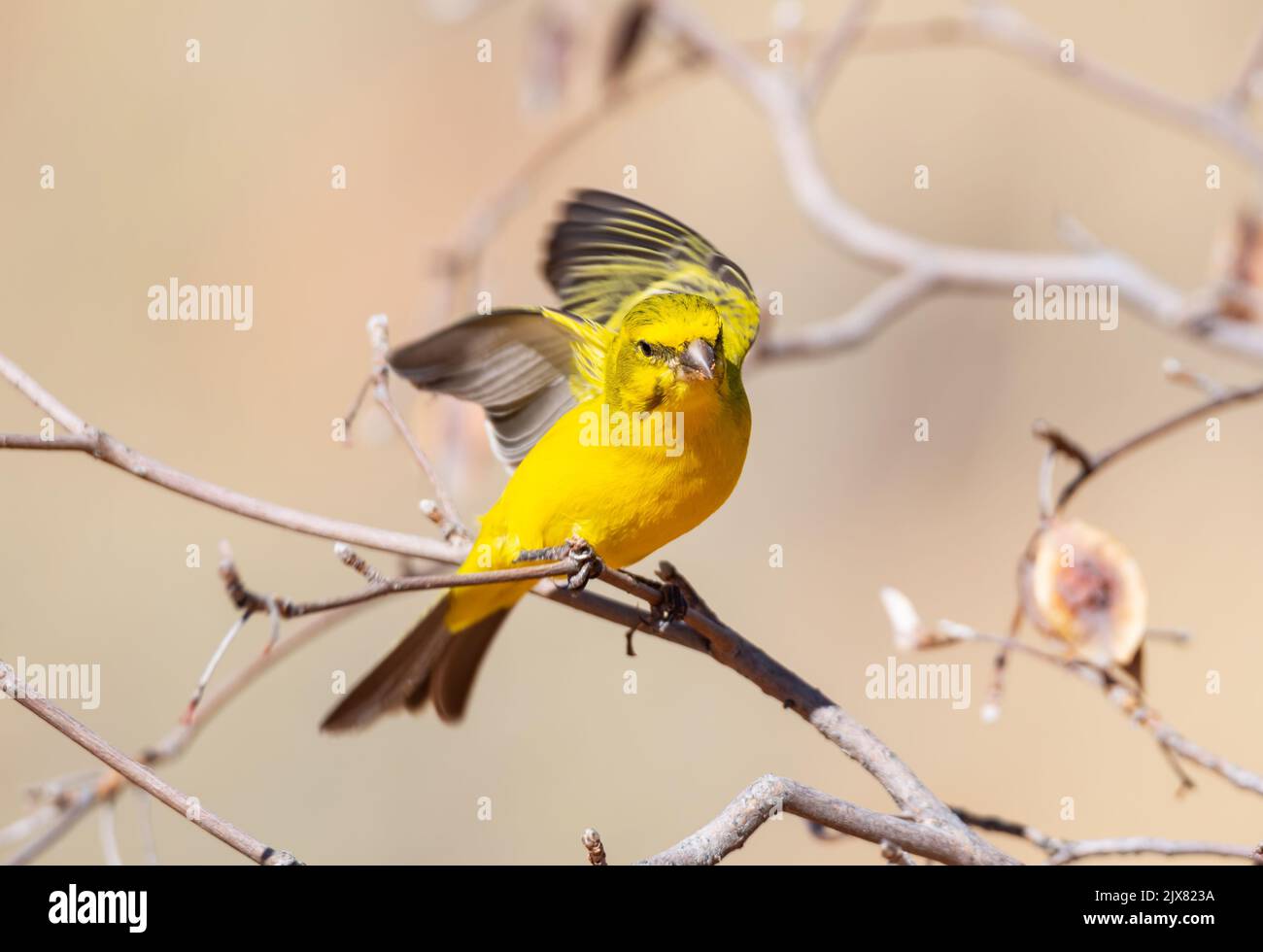 A Yellow Canary in a tree in Kalahari savannah Stock Photo - Alamy