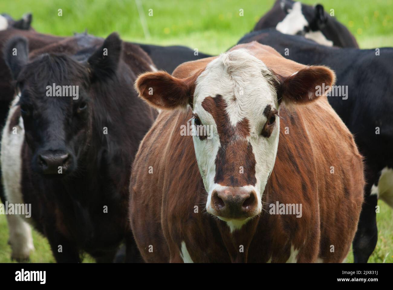 Hereford cow in a mixed herd Stock Photo - Alamy