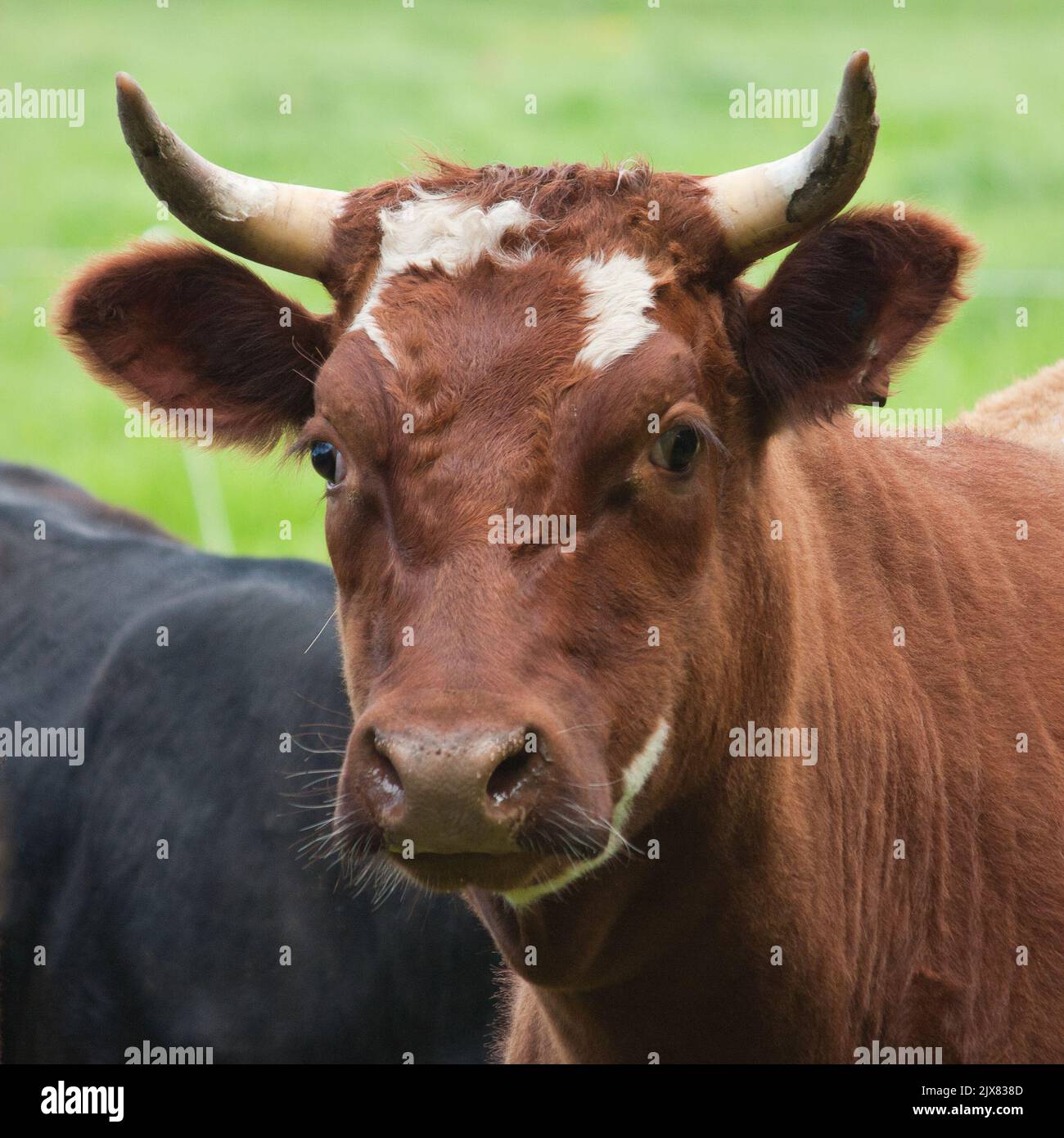 Hereford with horns hi-res stock photography and images - Alamy