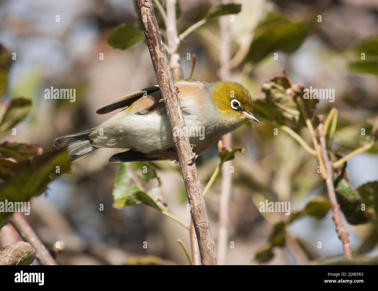 New zealand wax eye bird hi-res stock photography and images - Alamy