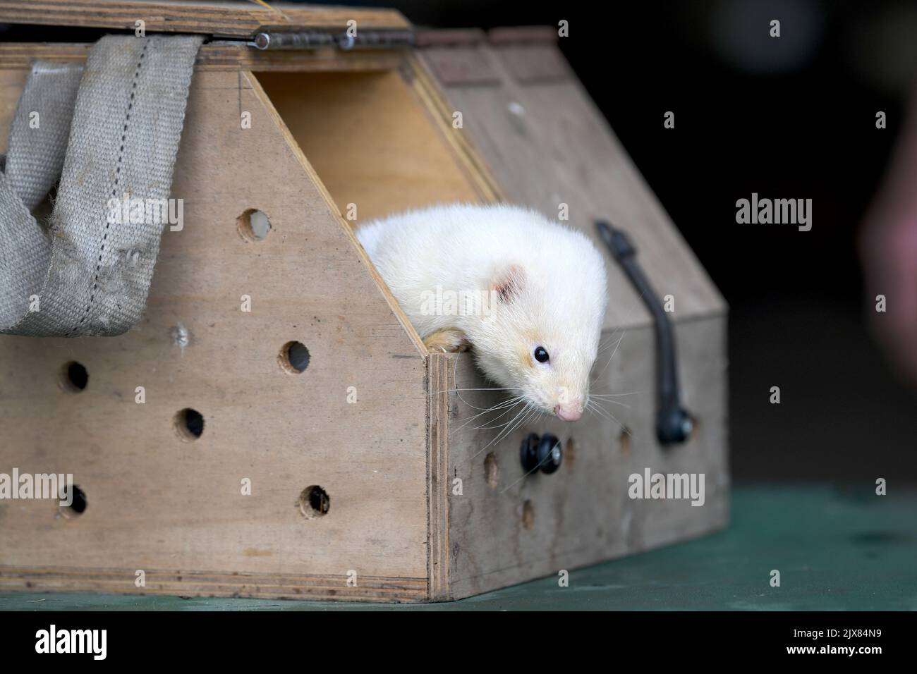 Champion ferret Scobie is seen in his ferret box before he trains in ...