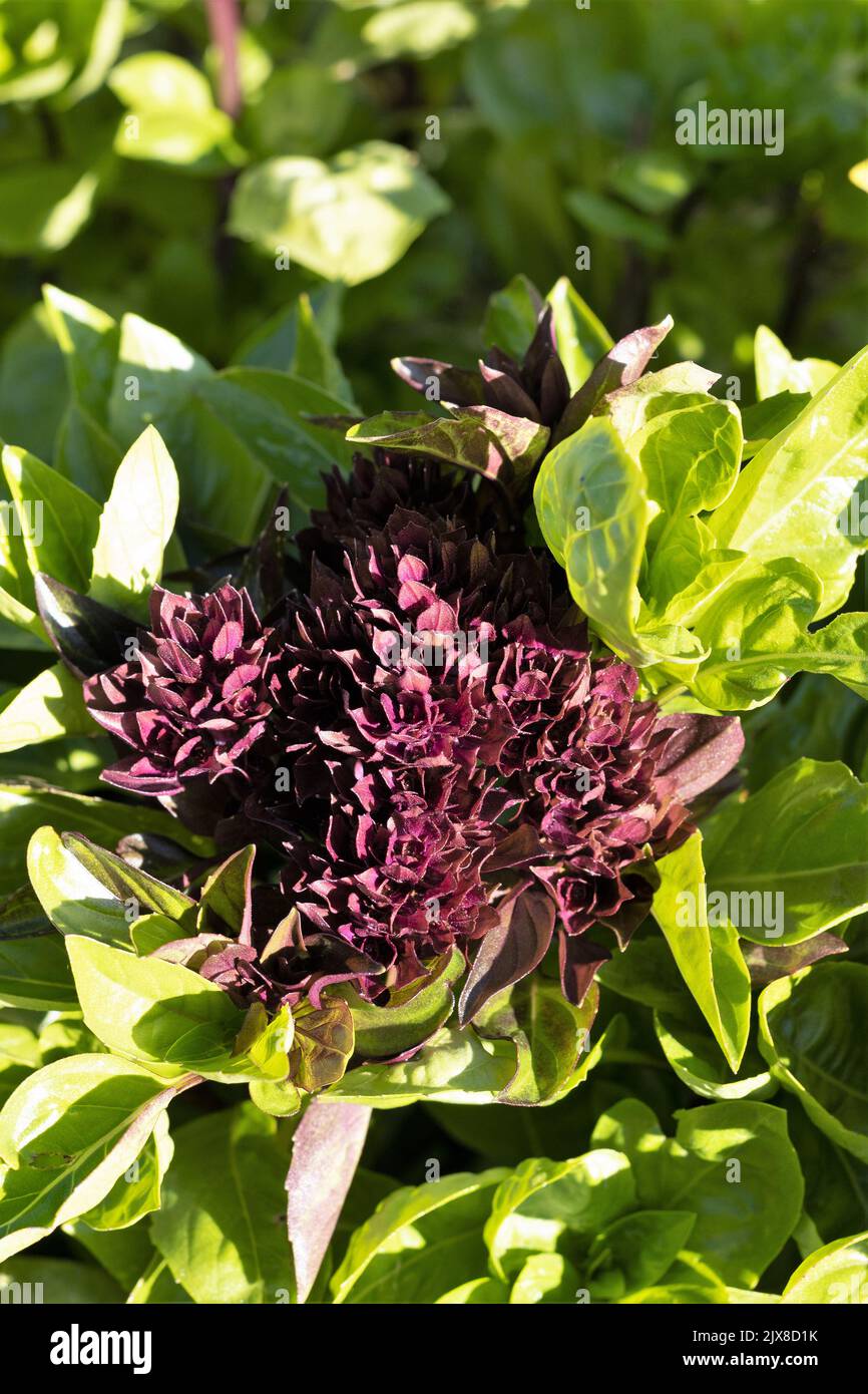Ocimum basilicum 'Cardinal' basil Stock Photo - Alamy