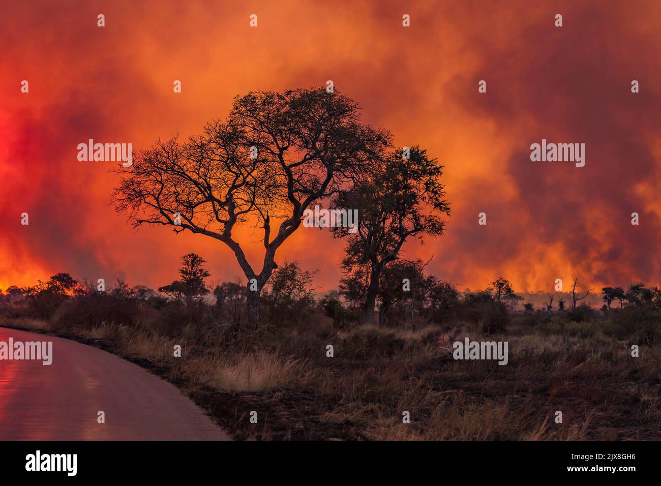 Grass Burn off in Kruger Park Stock Photo - Alamy