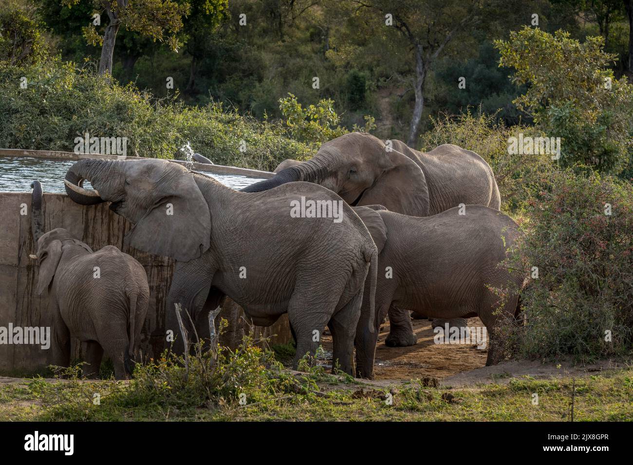 Elephants drinking from a large water tank in Kruger Park Stock Photo ...