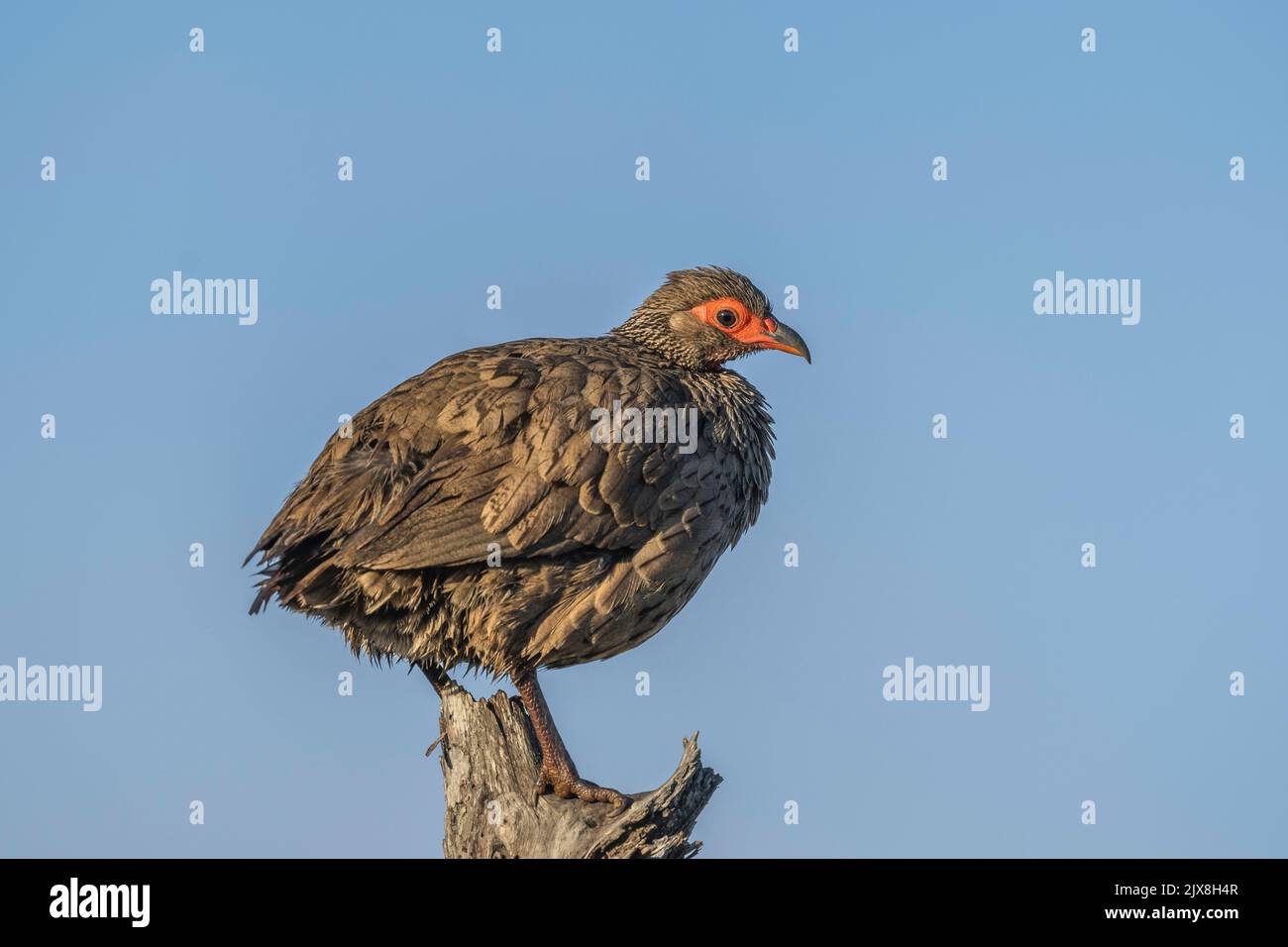 Spur fowl hi-res stock photography and images - Alamy