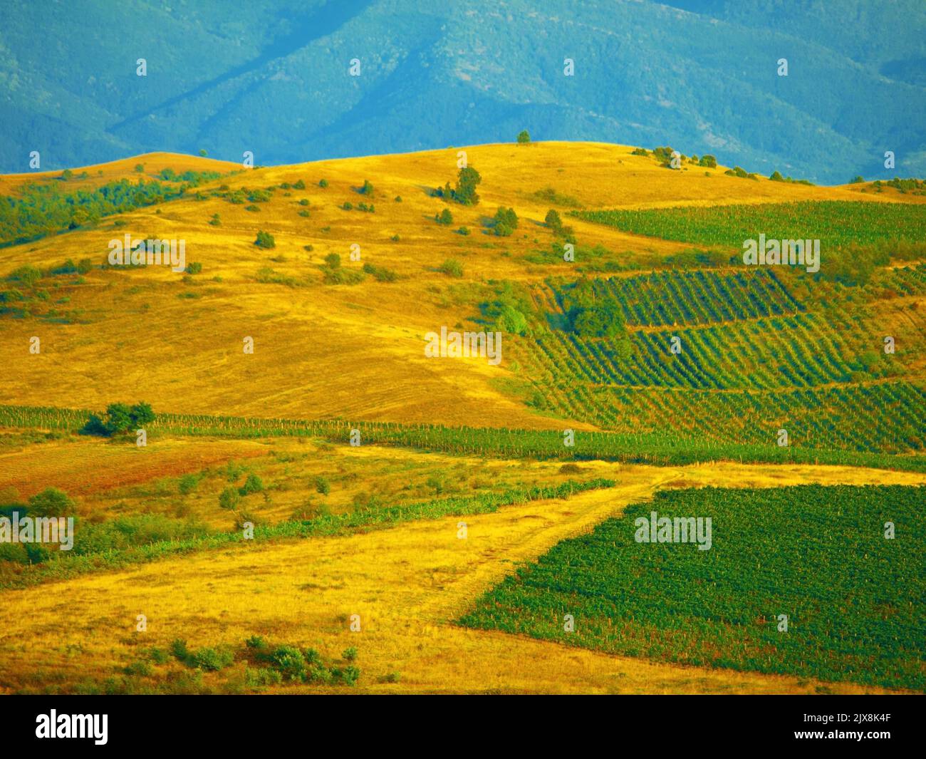 Agriculture, sustainability and countryside wheat field on a relax ...