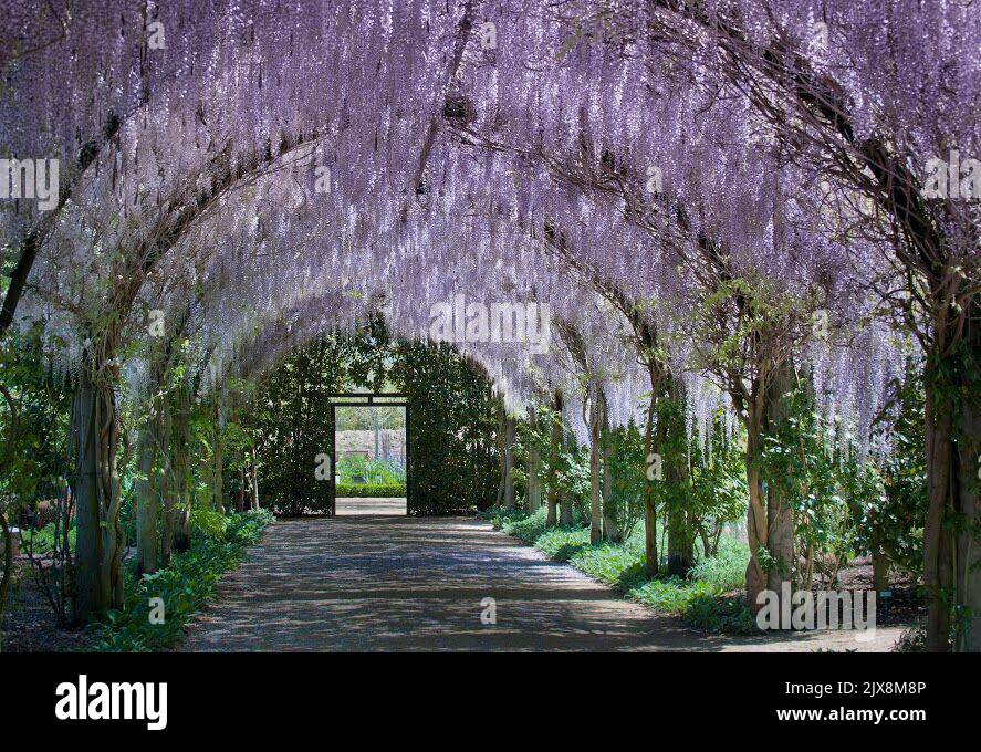 Sun sets over the vines of Yarra Yering Winery in the Yarra Valley ...