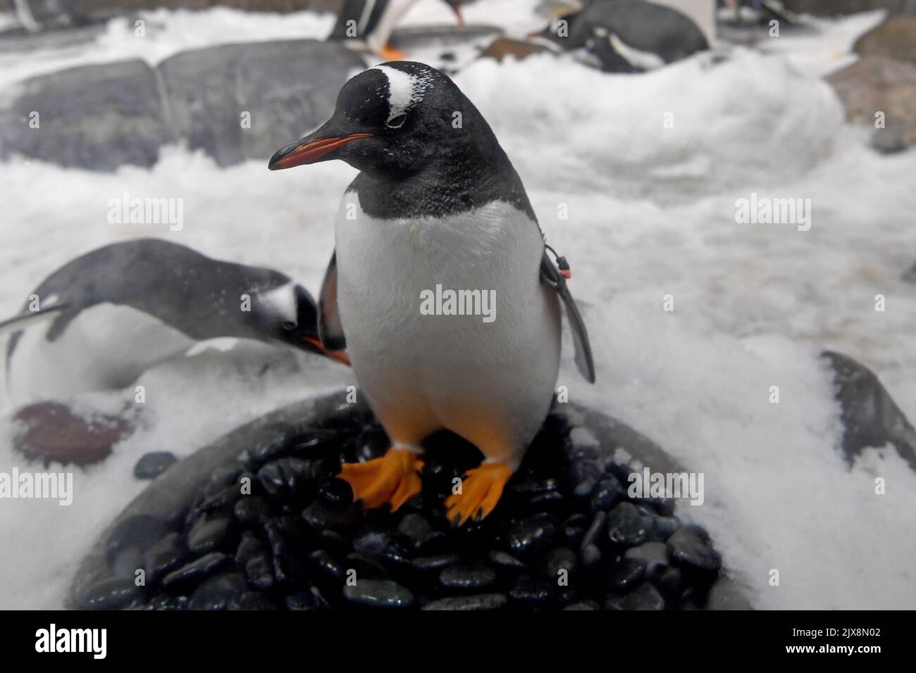 Penguins at Melbourne Aquarium attempt to predict the AFL Grand Final ...