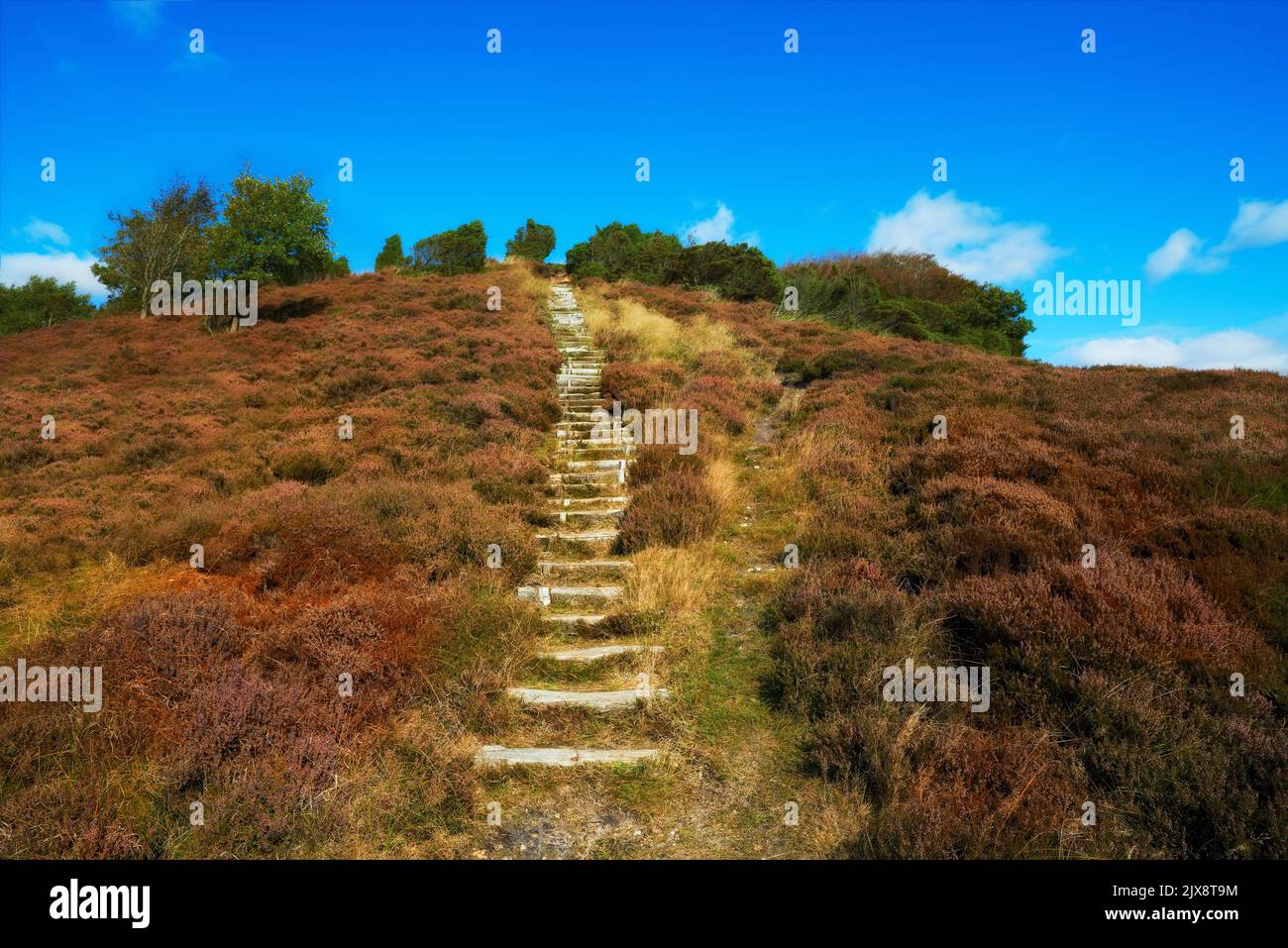 Nature in autumn. A photo hills covered with heather - Rebild National ...