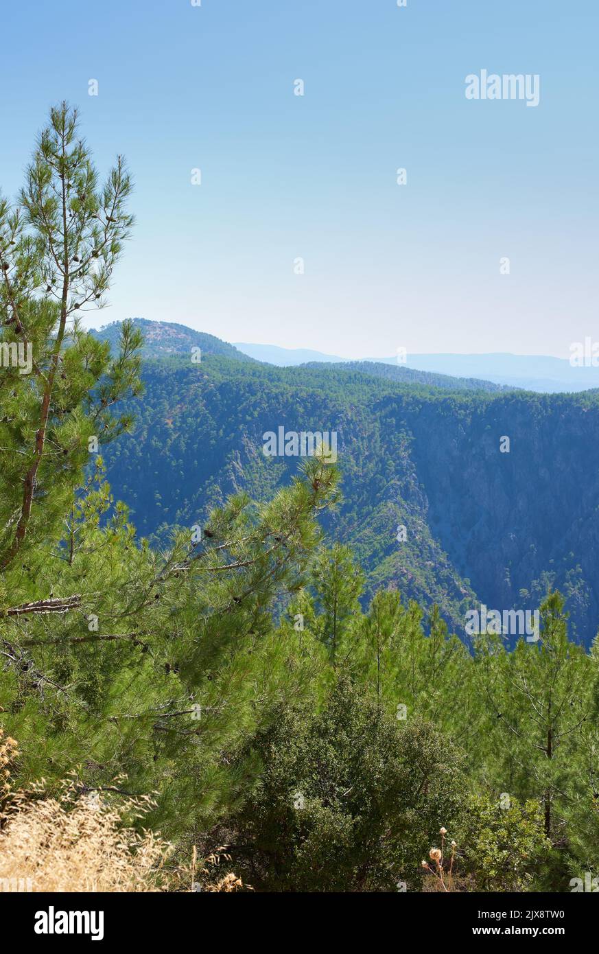 Pine forest in mountain area - Turkey. An image of Pine forest in ...