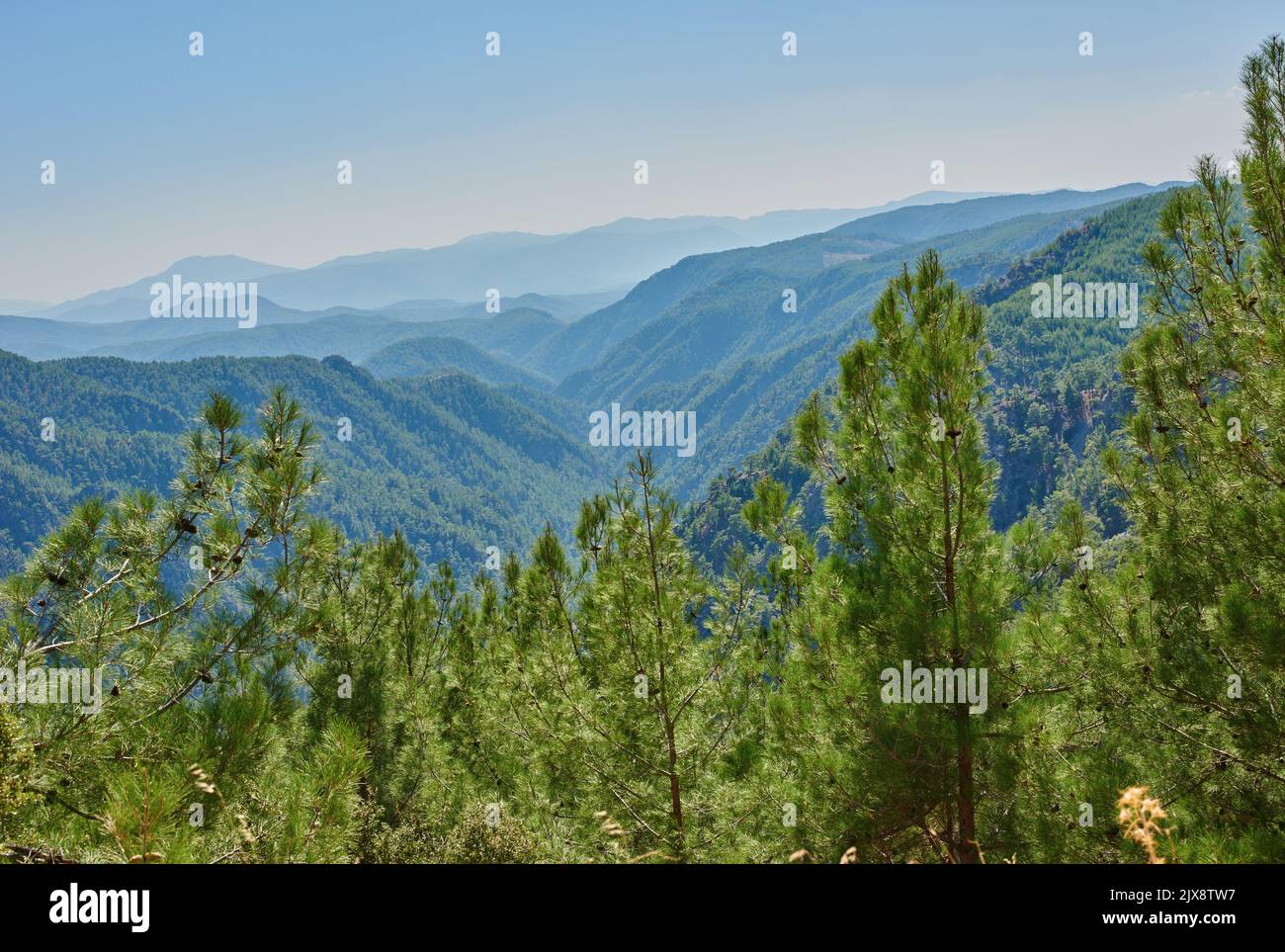 Pine forest in mountain area - Turkey. An image of Pine forest in ...