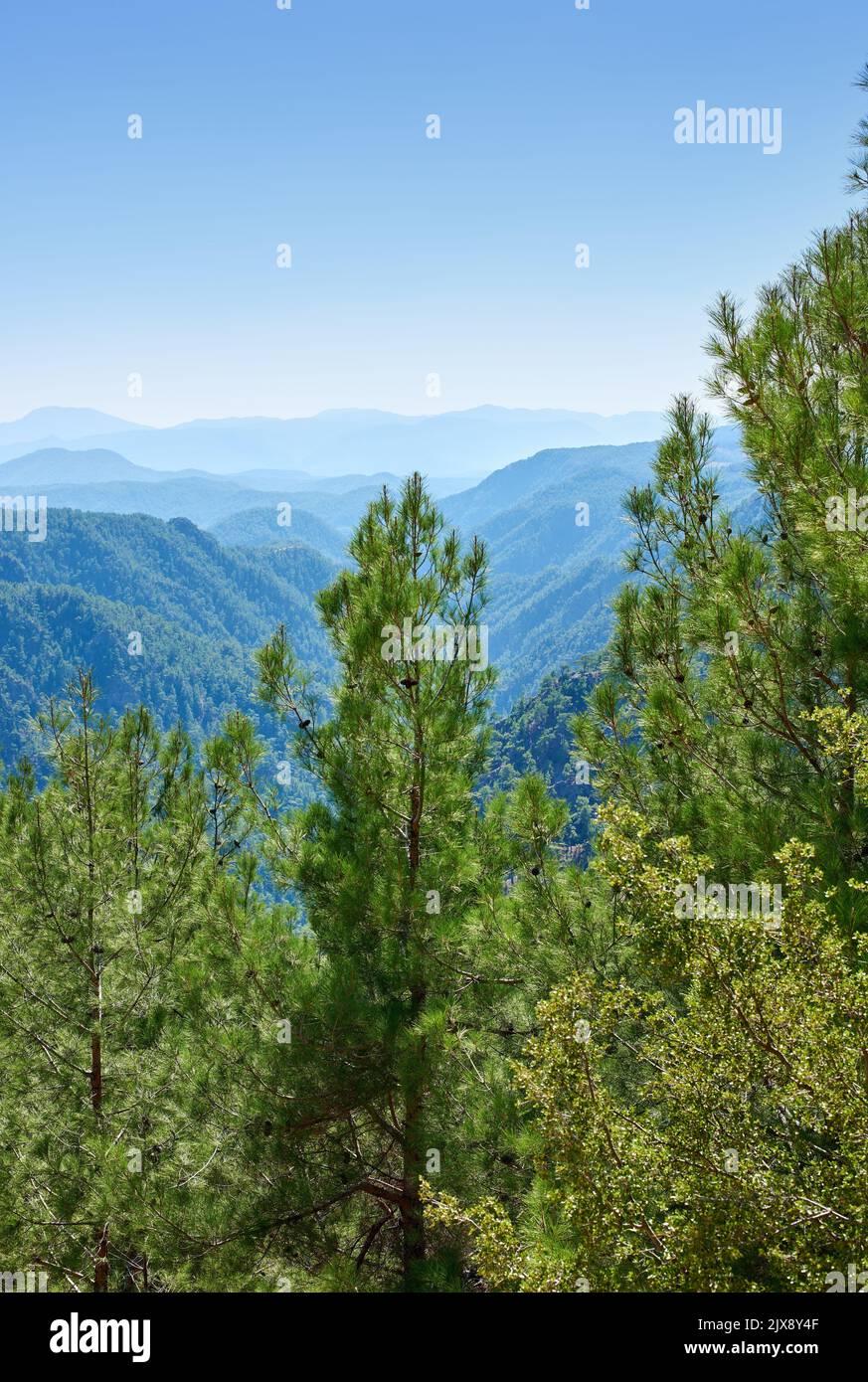Pine forest in mountain area - Turkey. An image of Pine forest in ...