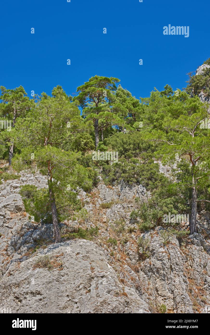 Pine forest in mountain area - Turkey. An image of Pine forest in ...