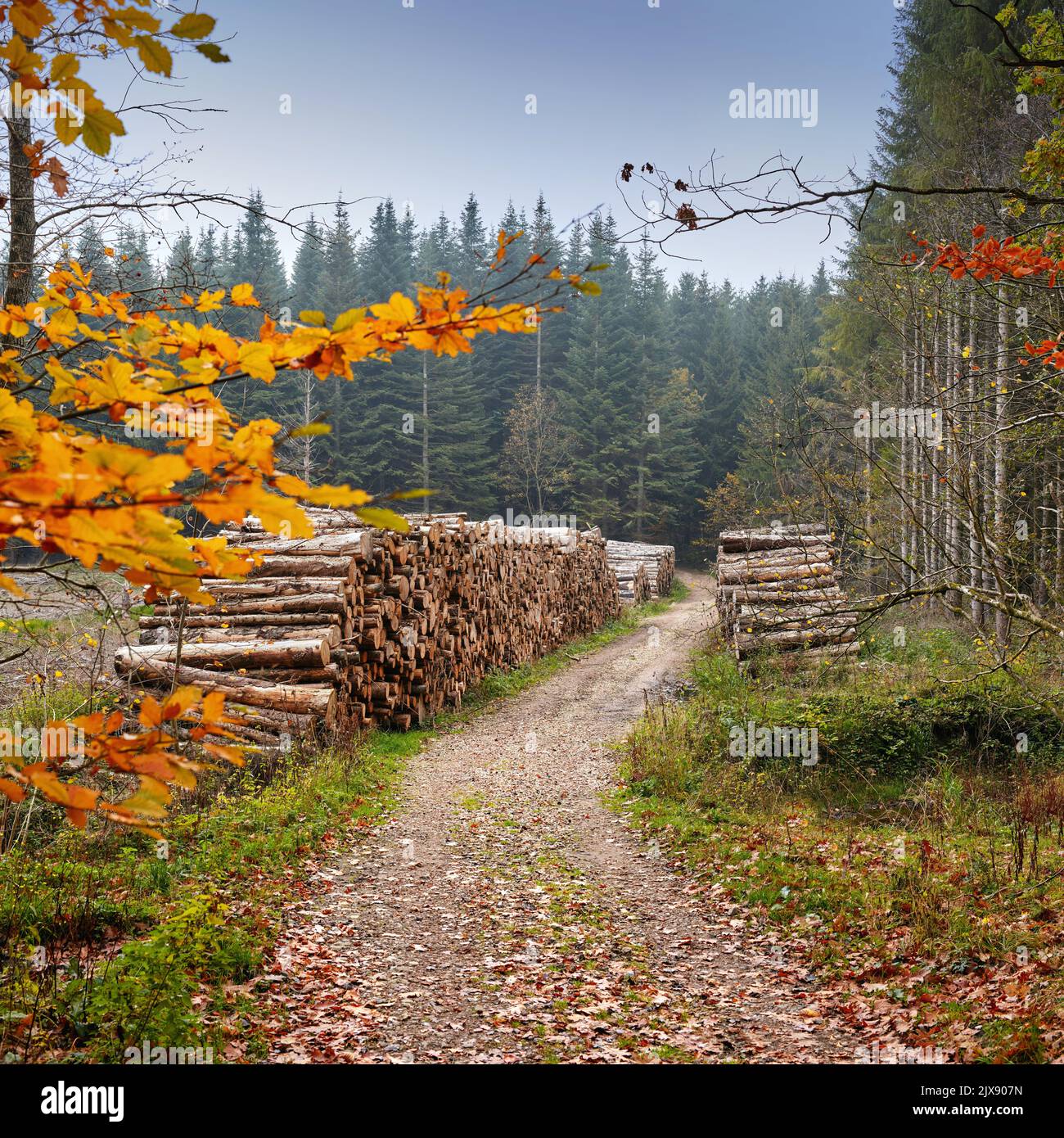 Pile of logs - the forest in autumn. The forest in the colors of autumn ...