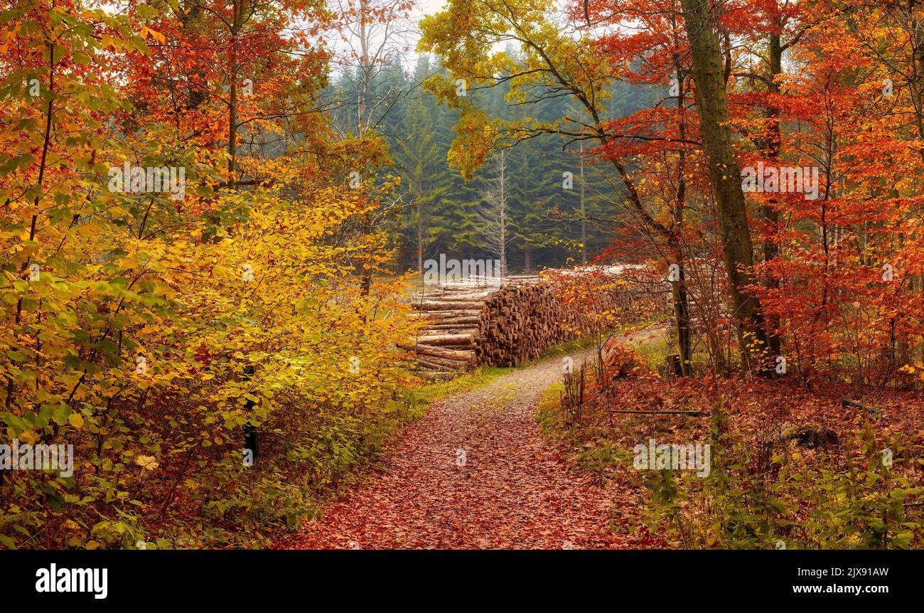 Forest dressed in the colors of autumn. The forest in the colors of ...