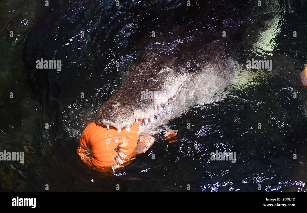 Saltwater crocodile, Pinjarra is fed a carved jack-o'-lantern pumpkin ...