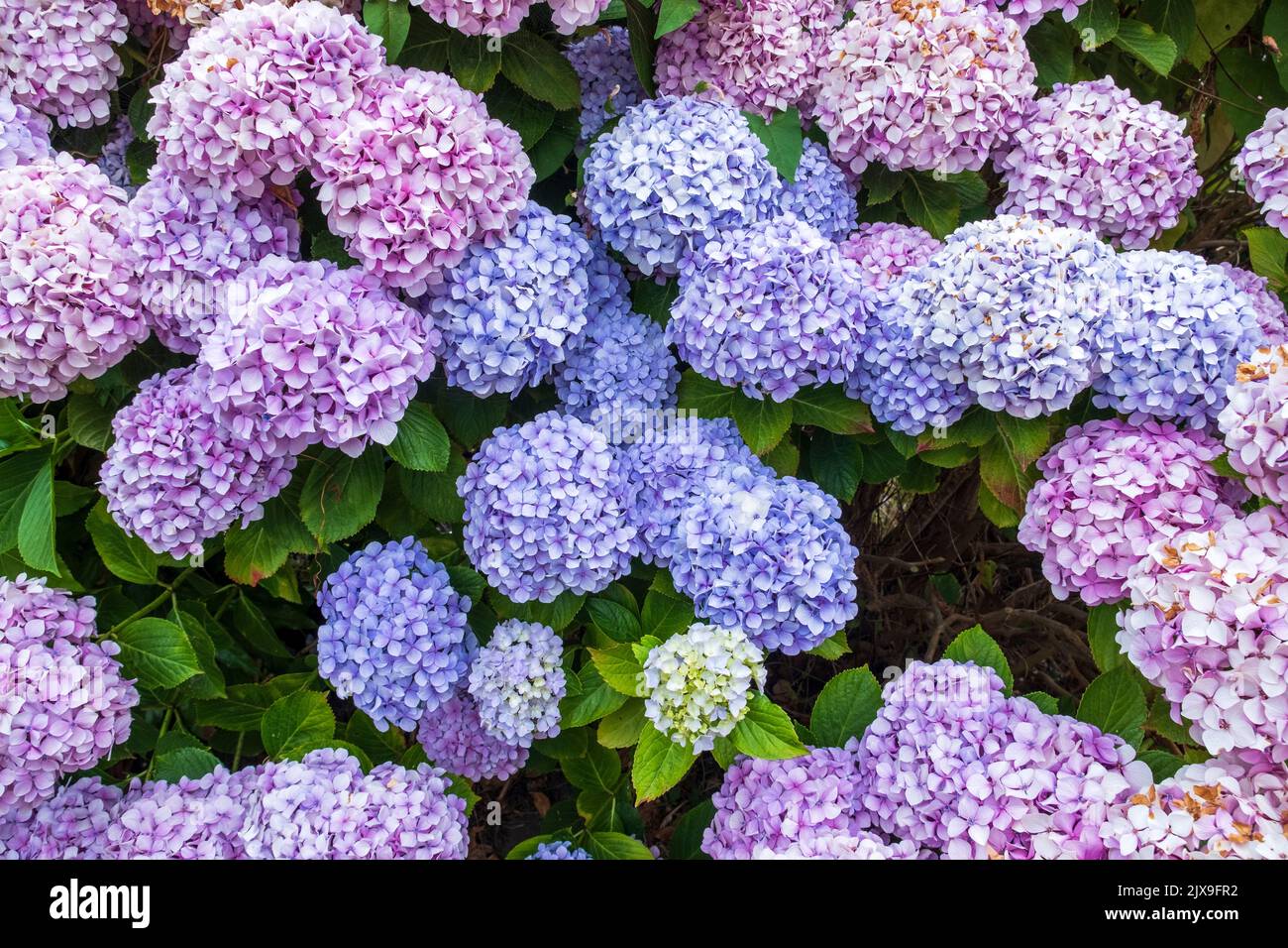 Blue and pink hydrangea flowers on the same flowering hydrangea shrub ...