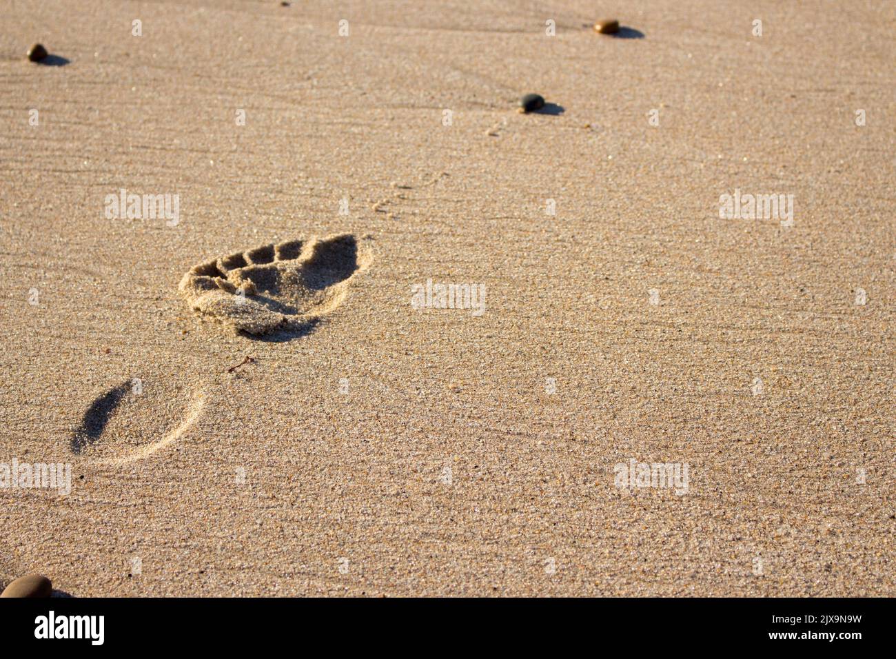 Single footprint on sand. Human footstep at seaside. Beach vacation ...