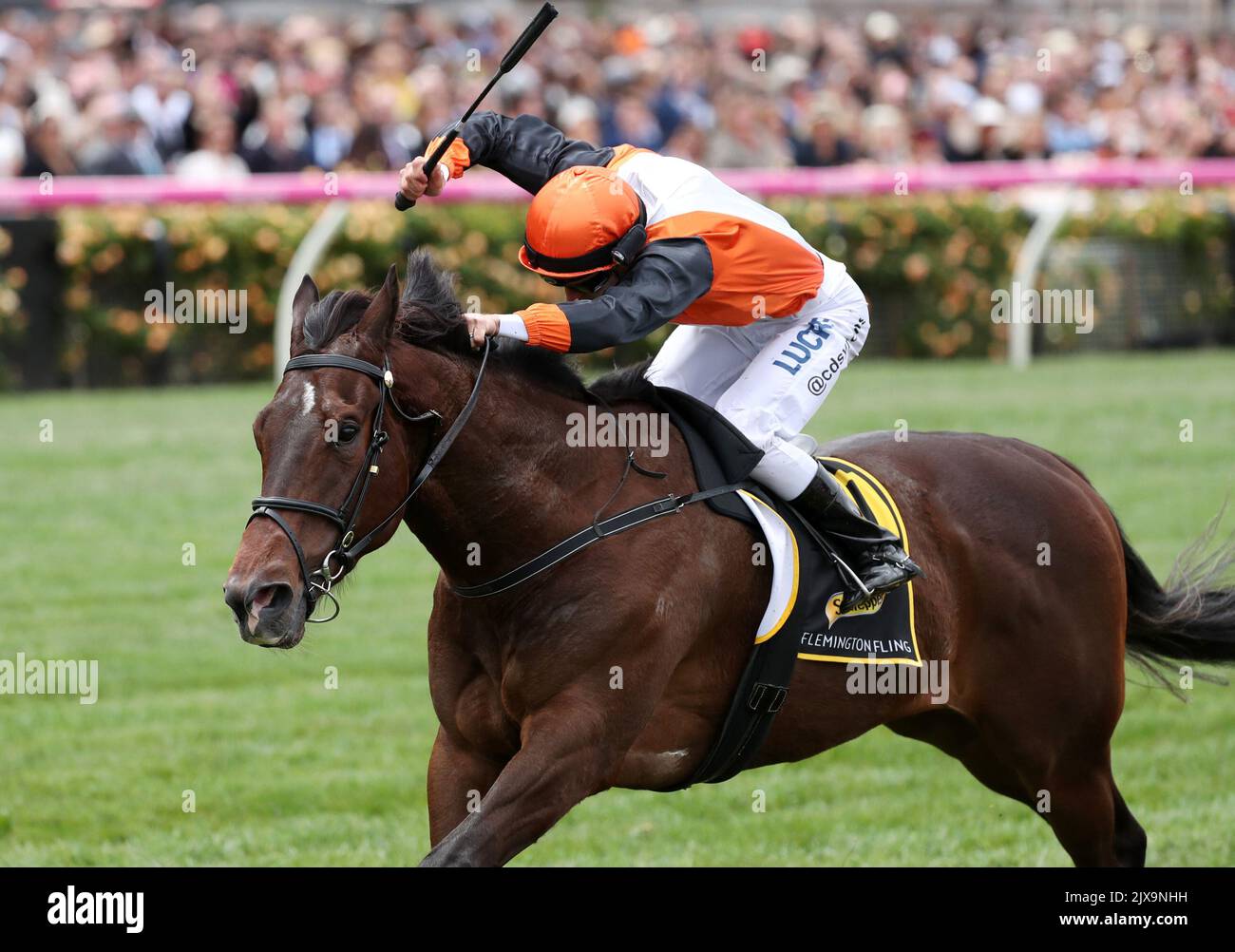 Chris Symonds rides Prezado to victory in Race 4 the Schweppes ...