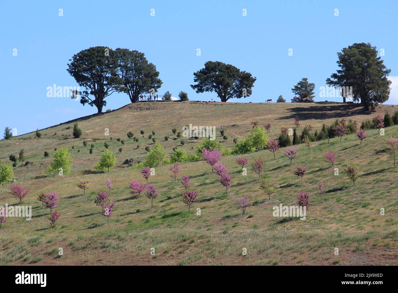 View of the National Arboretum, Canberra, October 15, 2017. The 250 ...