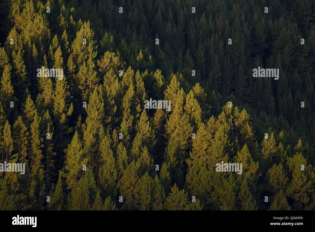 Pine forest near the Coll de So mountain pass (Pallars Sobirà, Lleida ...