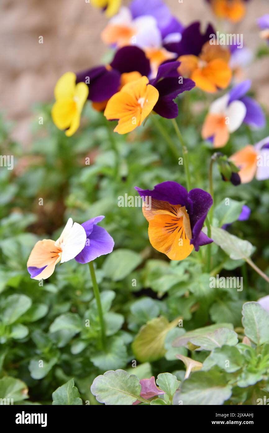 Colored little flowers in the garden Stock Photo - Alamy