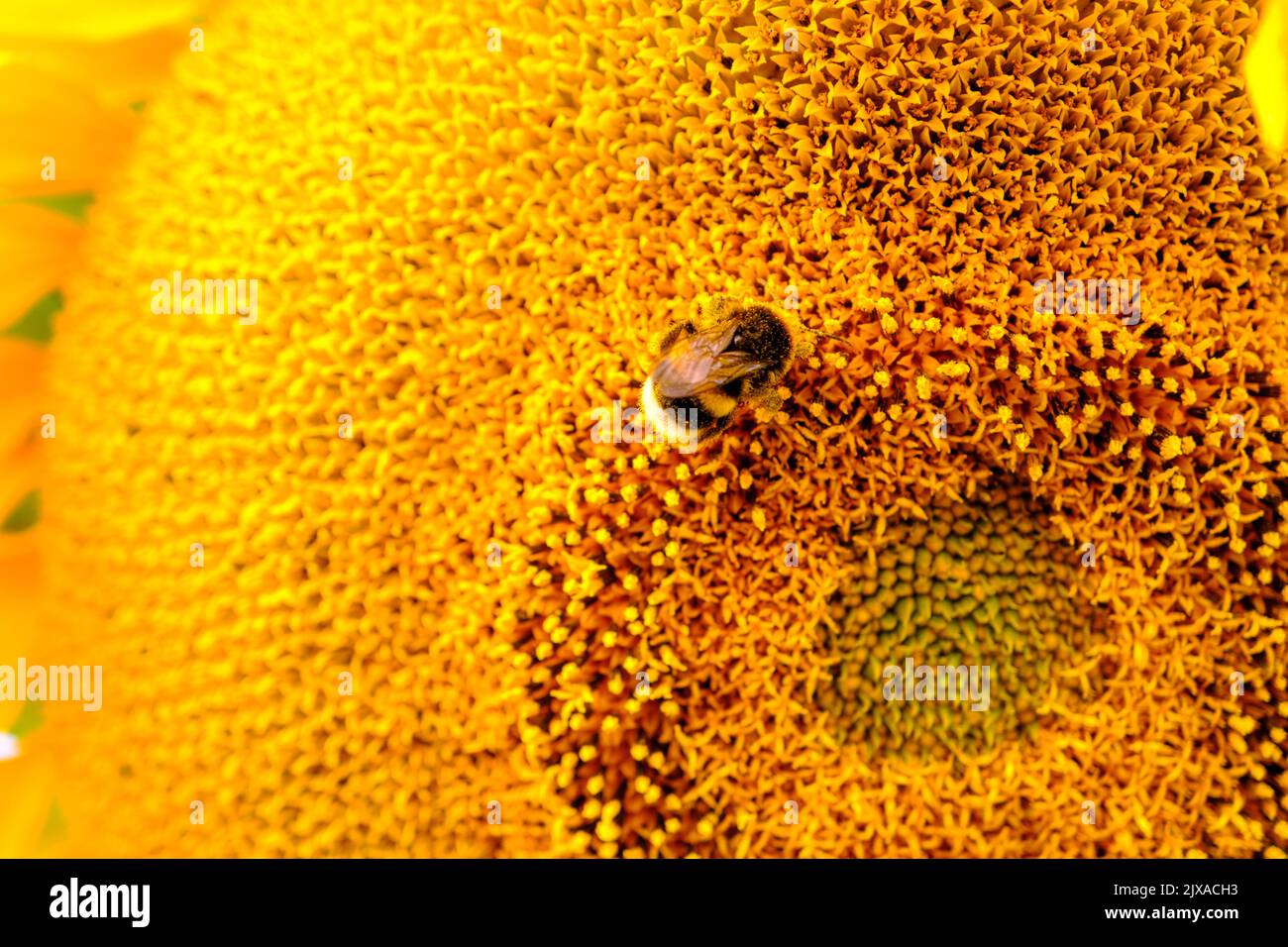 Black and yellow striped bee, honey bee, pollinating sunflowers close up low level view of ...