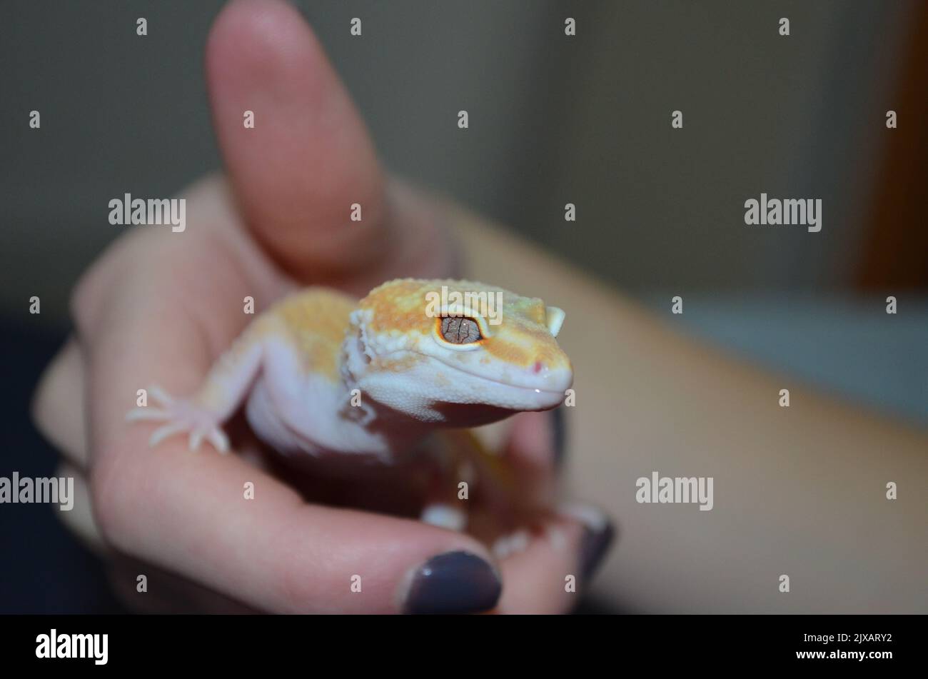 Leopard gecko feet hi-res stock photography and images - Alamy