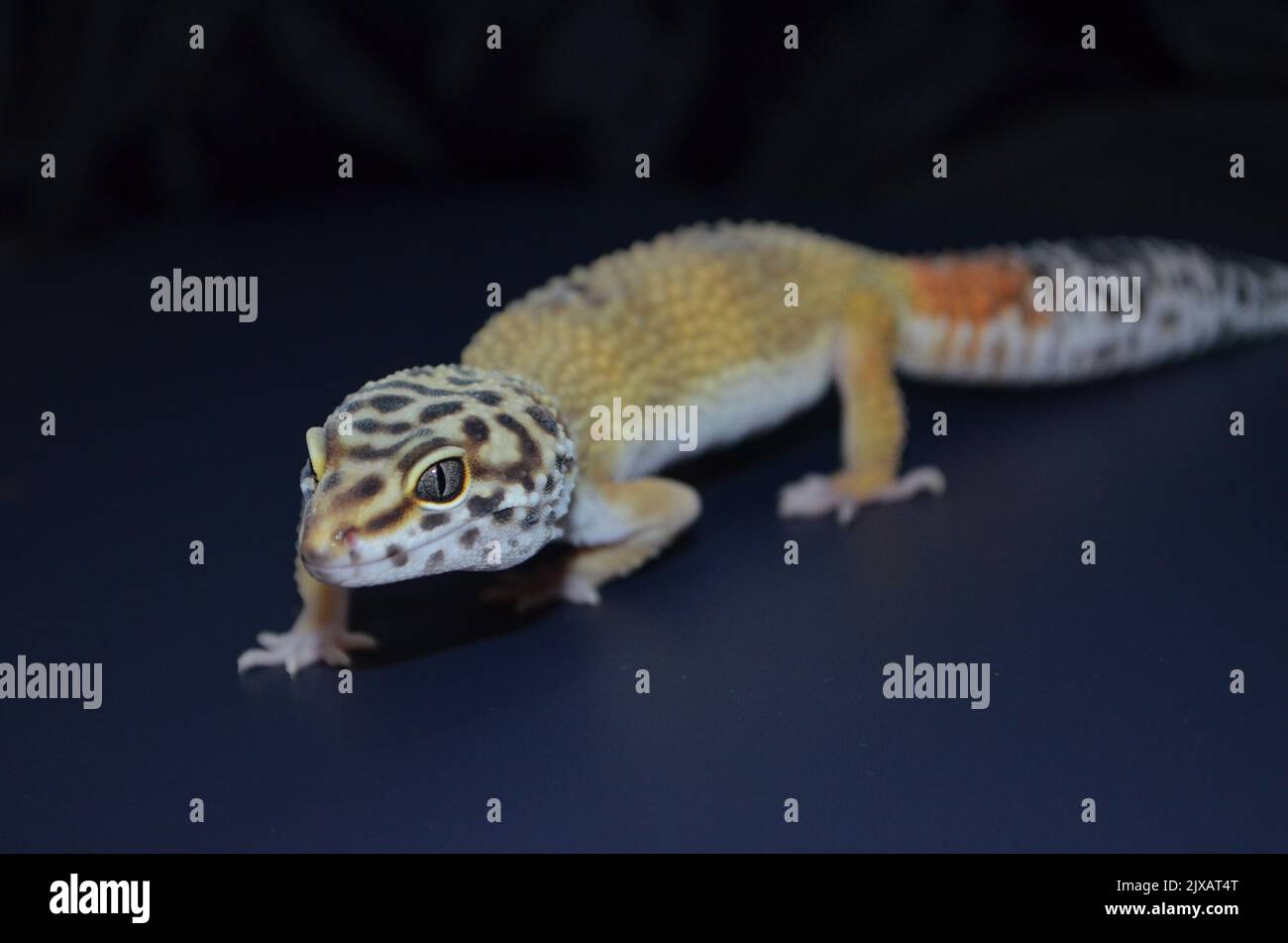 Leopard gecko feet hi-res stock photography and images - Alamy