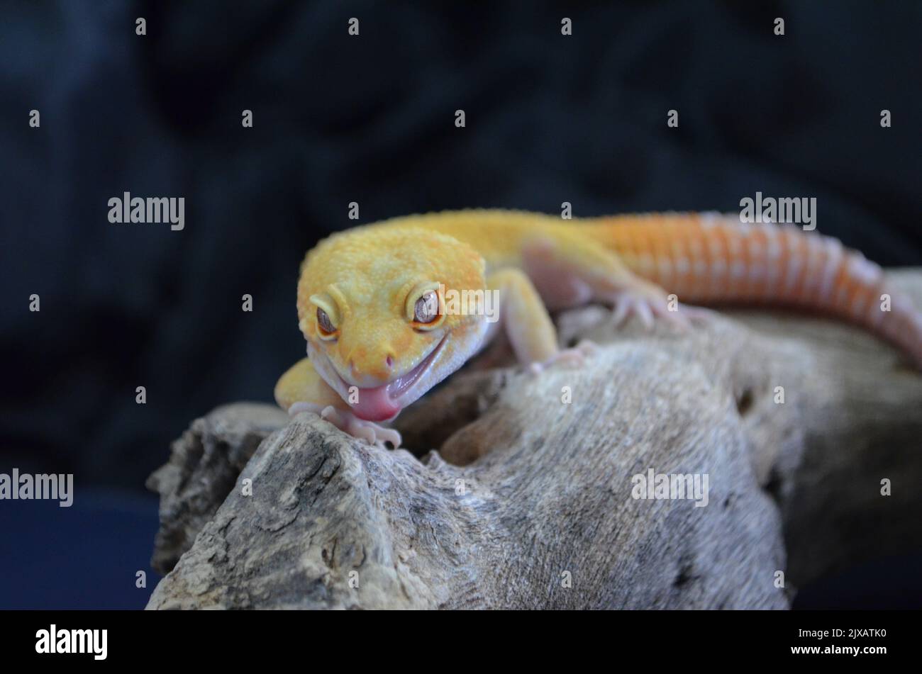 Leopard gecko feet hi-res stock photography and images - Alamy