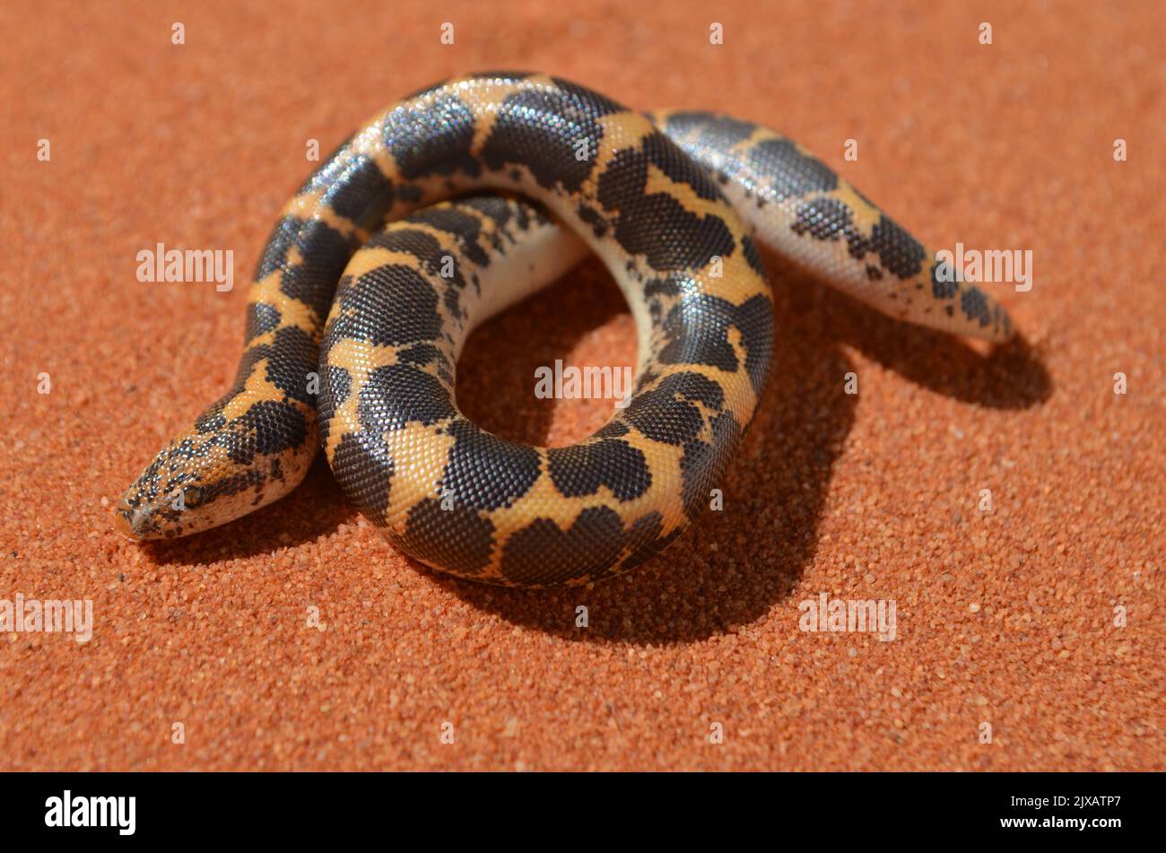 Boa circle hi-res stock photography and images - Alamy