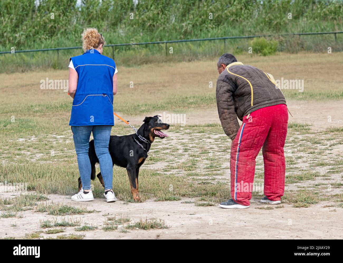 sheepdog from Beauce training in the nature for security Stock Photo ...