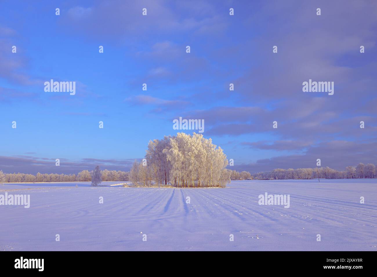Island of trees in an empty field in winter Stock Photo - Alamy