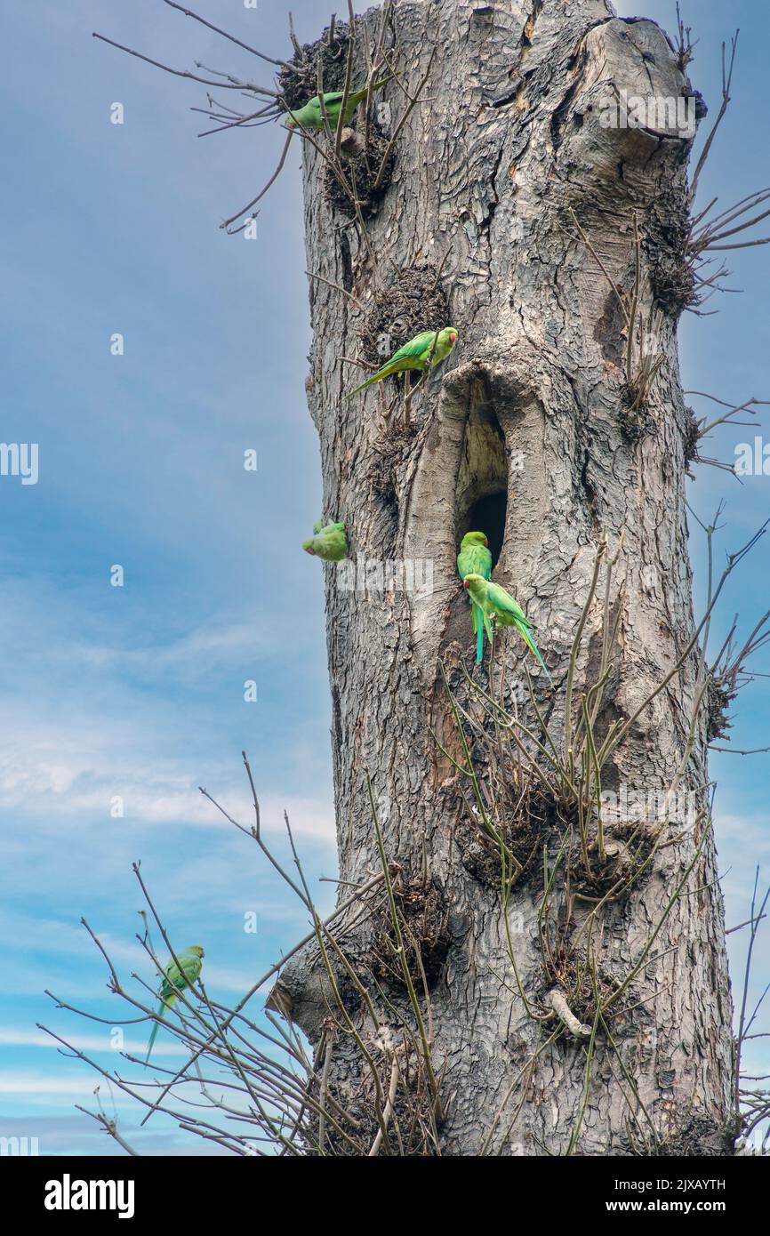 Parakeets on a tree in Chiswick Stock Photo - Alamy