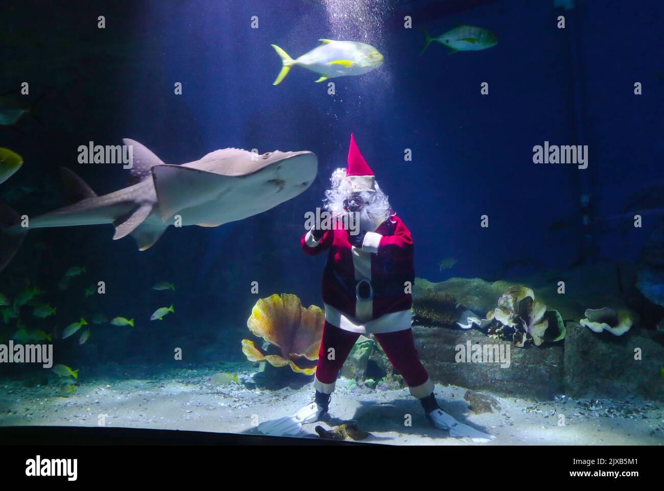 Scuba Santa arrives at Sea Life Melbourne Aquarium in Melbourne, Friday ...