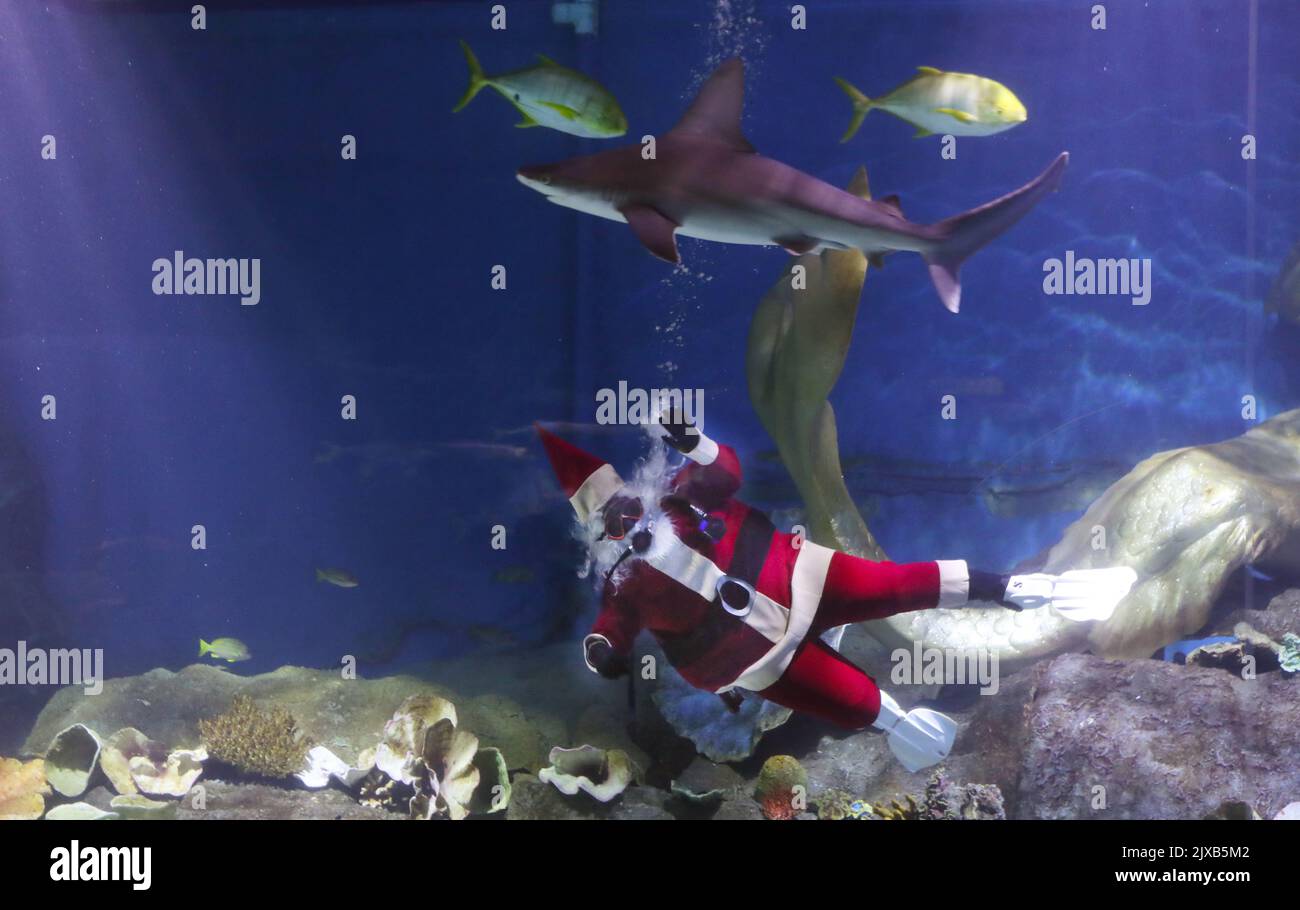 Scuba Santa arrives at Sea Life Melbourne Aquarium in Melbourne, Friday ...