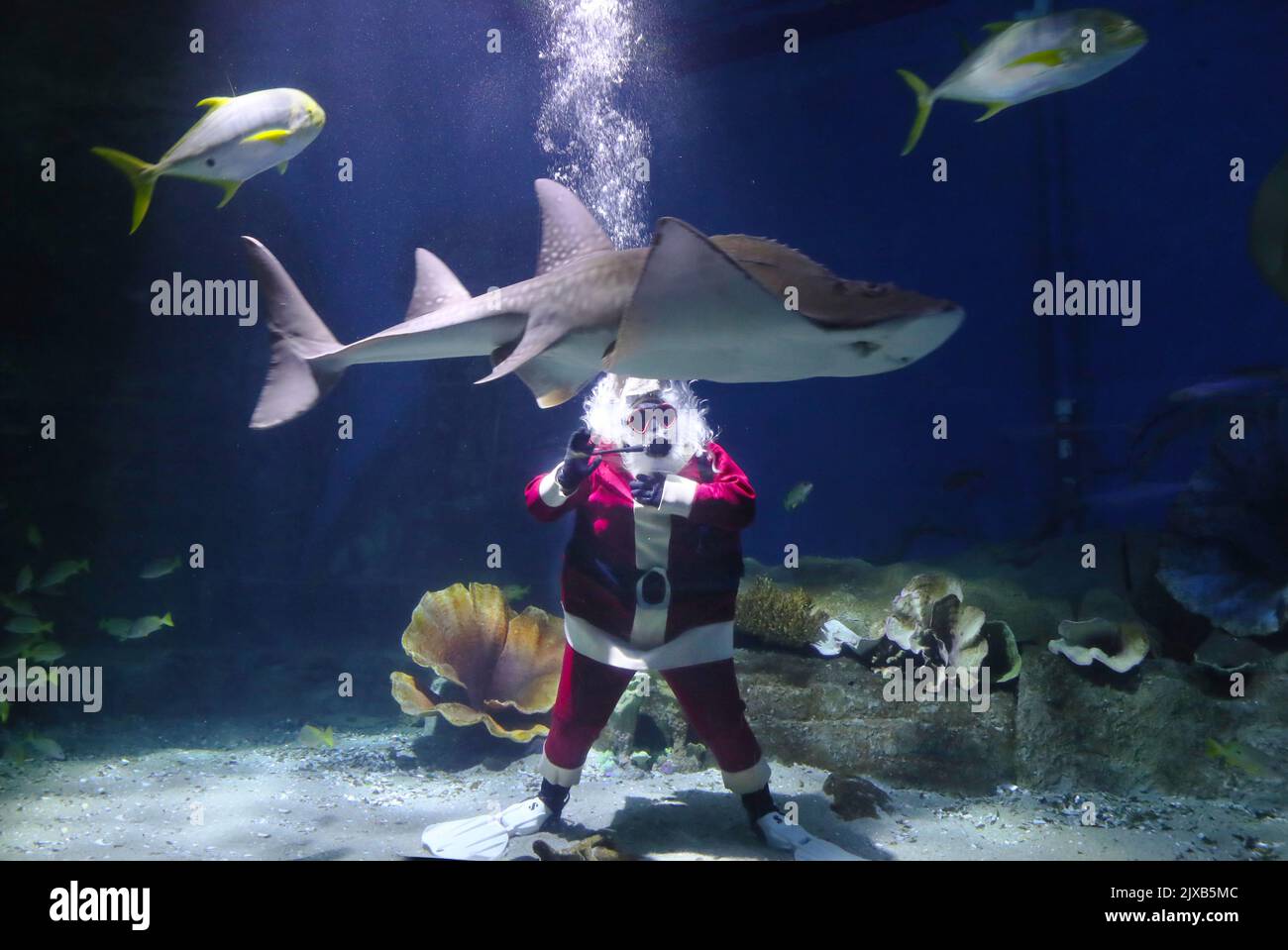 Scuba Santa arrives at Sea Life Melbourne Aquarium in Melbourne, Friday ...