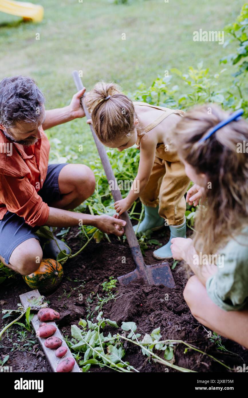Farmer family harvesting and digging potatoes together in garden in ...