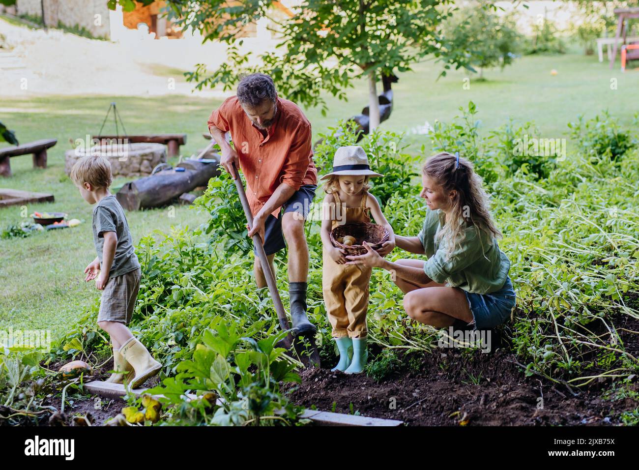 Farmer family harvesting and digging potatoes together in garden in ...