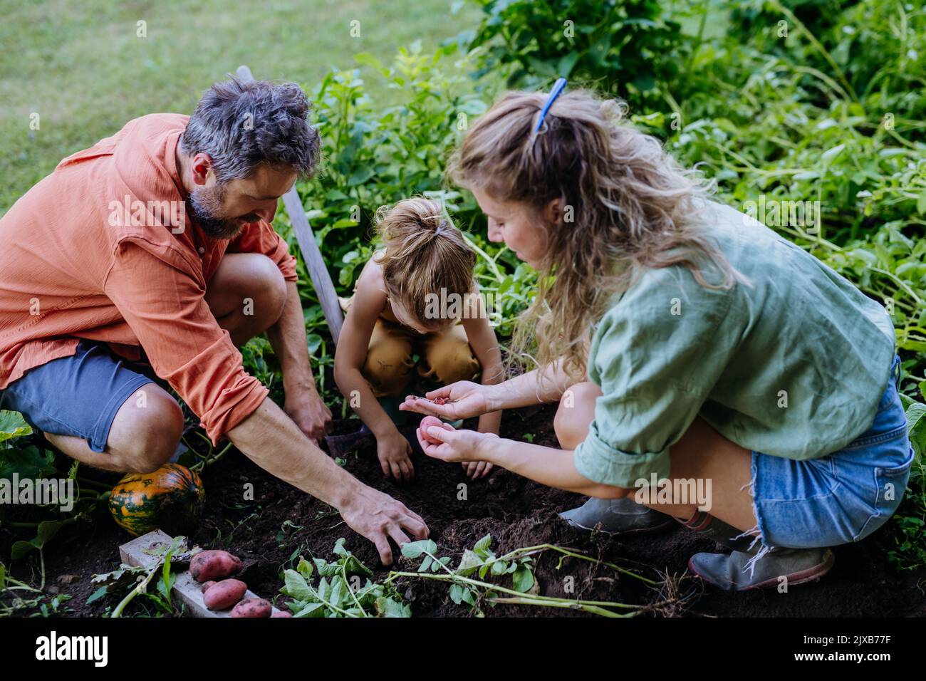 Farmer family harvesting and digging potatoes together in garden in summer Stock Photo - Alamy
